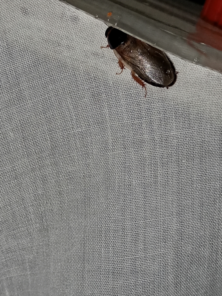 Surinam Cockroach from Enriquillo, República Dominicana on September 30 ...