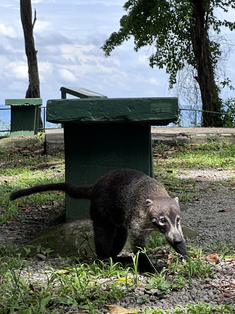 White-nosed Coati from Metropolitan Natural Park, Panamá, PA on ...