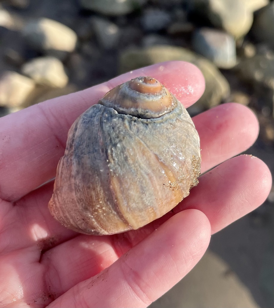 Lewis's Moon Snail from Santa Barbara Channel, Goleta, CA, US on ...