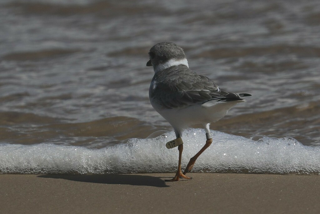 Piping Plover in September 2023 by Andrew Orgill. 17Y · iNaturalist