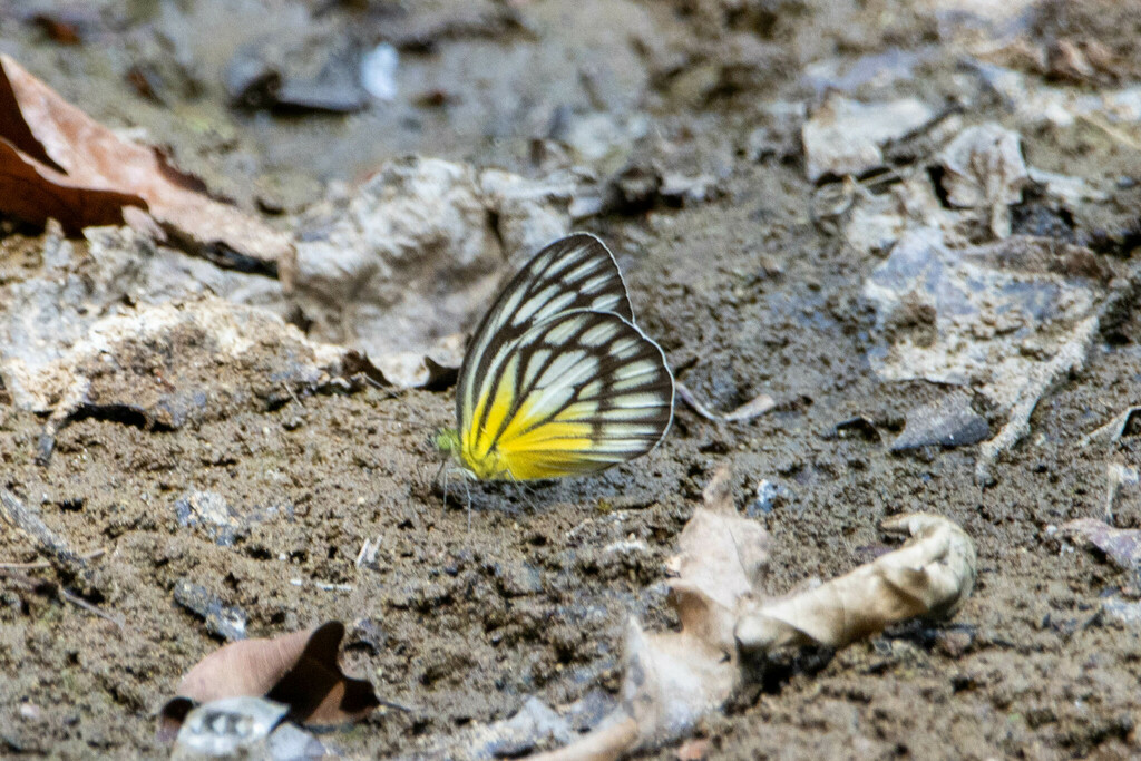 Cepora eperia from Maros Regency, South Sulawesi, Indonesia on ...