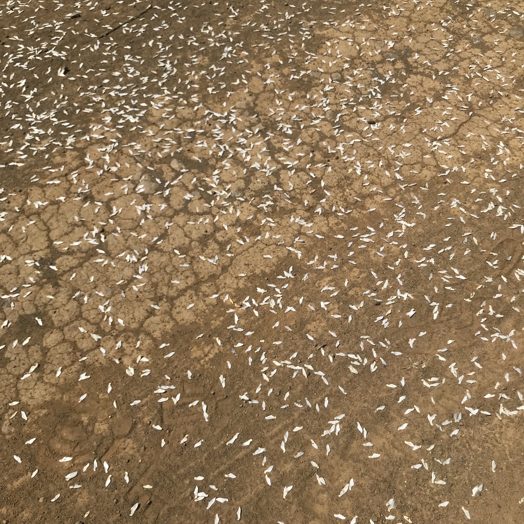 Codonocarpus attenuatus from Long Grass Nature Refuge, Fordsdale, QLD ...