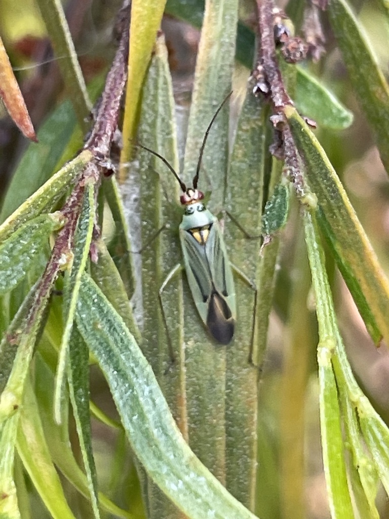 Austromiris viridissimus from Warrenda Pl, Bittern, VIC, AU on October ...