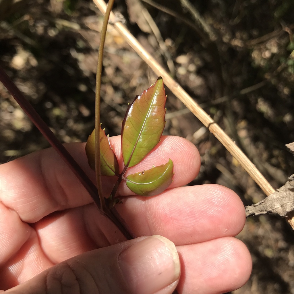 Native Grape from Long Grass Nature Refuge, Fordsdale, QLD, AU on ...
