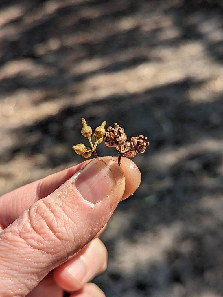 Murray red gum from Big Desert VIC 3490, Australia on September 29 ...