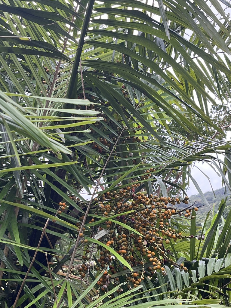 Arenga Palm from New Taipei, TW-NT-TP, TW on October 1, 2023 at 02:14 ...