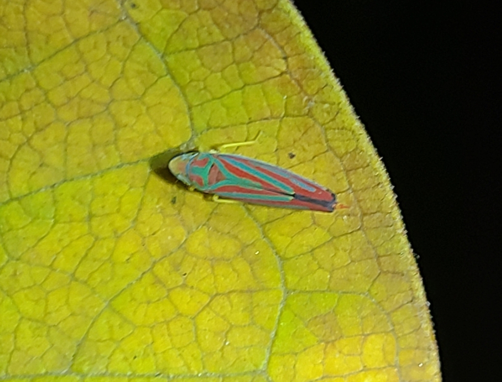 Red-banded Leafhopper from Mississauga, ON L5C 2S7, Canada on September ...