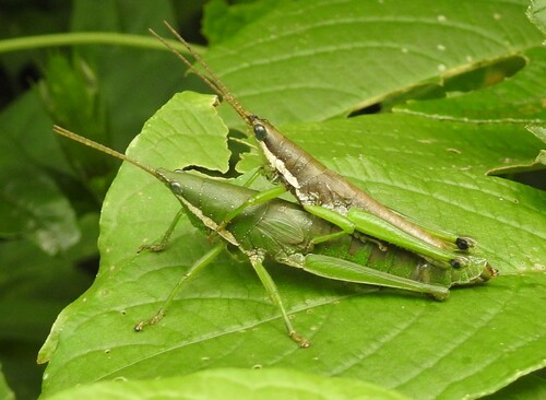 Genus Feacris · iNaturalist