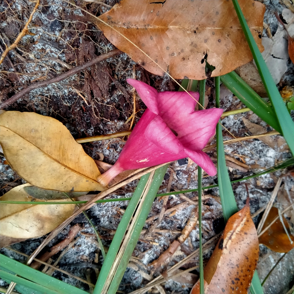 Tecomanthe hillii from K'gari QLD 4581, Australia on September 22, 2023 at 10:42 AM by Barney ...