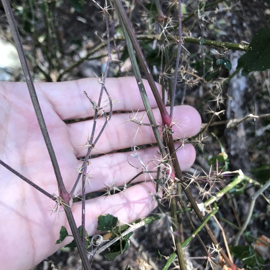 barbwire weed from Long Grass Nature Refuge, Fordsdale, QLD, AU on ...