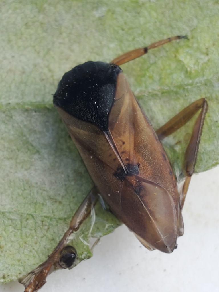 Greater Water Boatman from Lambach on October 1, 2023 at 12:27 PM by ...