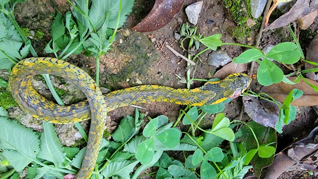 Big-eyed Bamboo Snake from Kunming, CN-YN, CN on October 1, 2023 at 06: ...