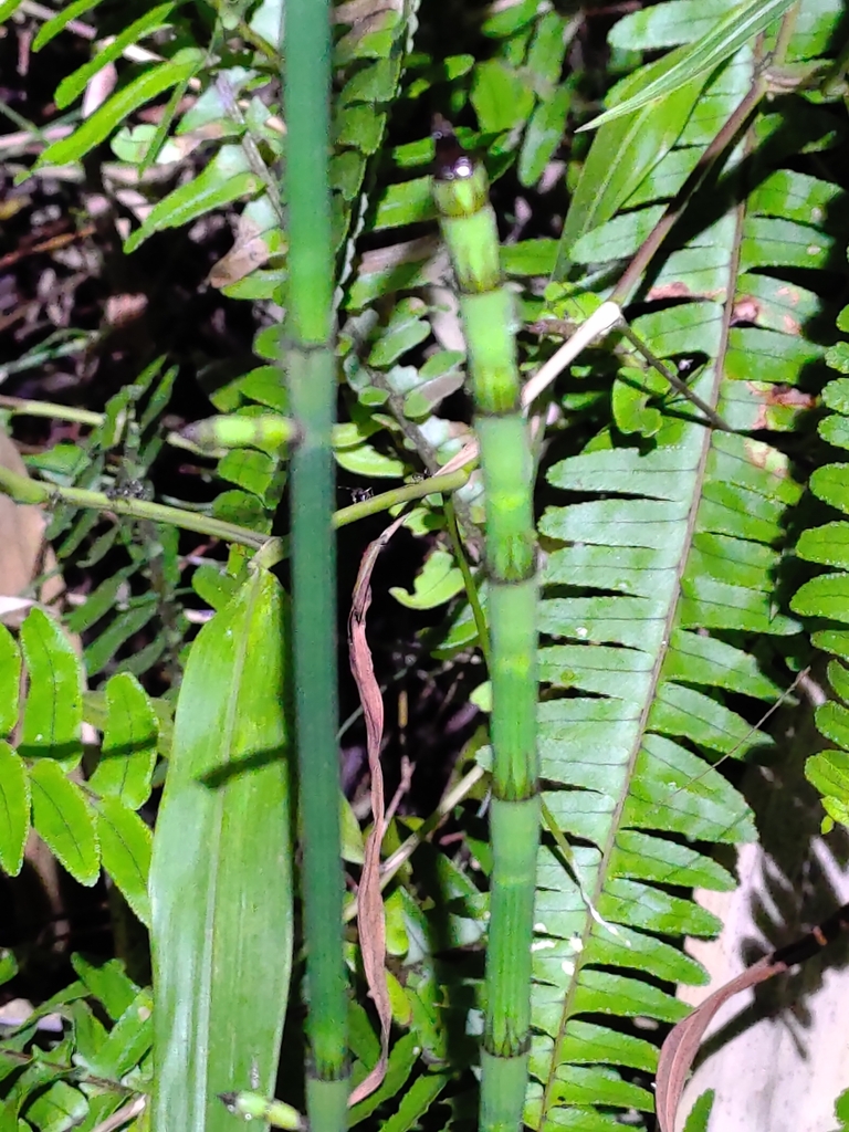 Branched Horsetail from 646台灣雲林縣古坑鄉26-2 on October 1, 2023 at 07:12 PM ...