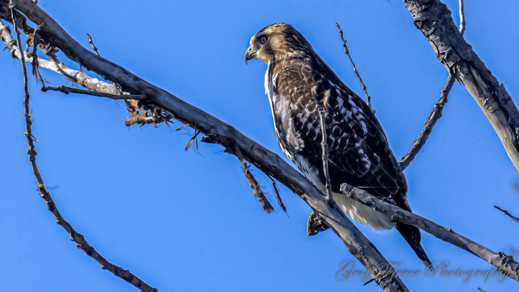 Red-tailed Hawk from West St. Paul, MB, Canada on September 29, 2023 at ...