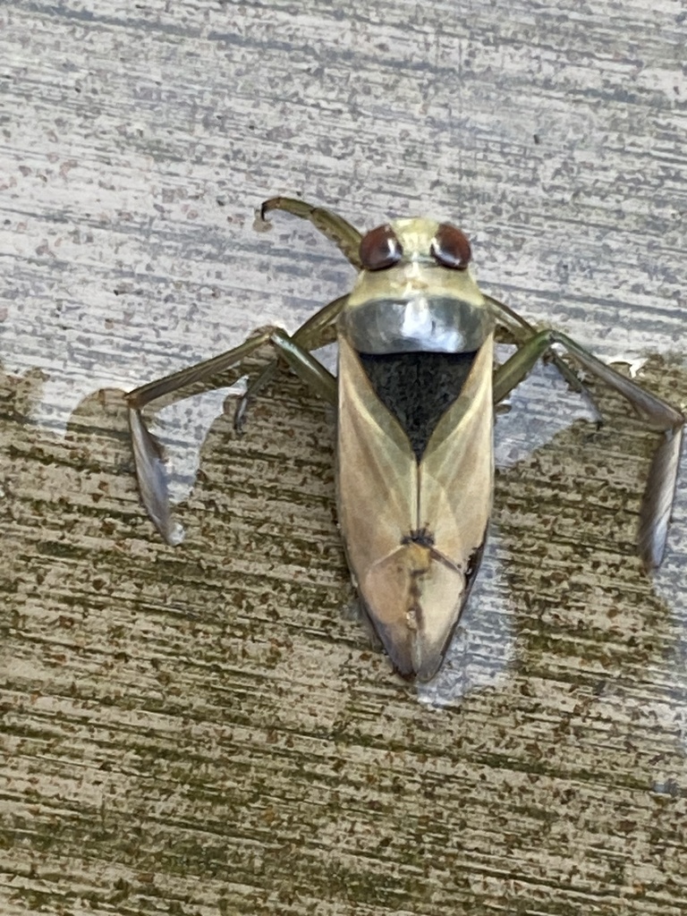 Greater Water Boatman from M. K. Čiurlionio g., Vilnius, Vilnius Region ...