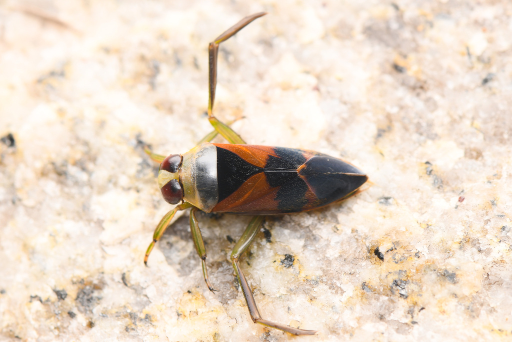 Notonecta chinensis from 烟台昆嵛山国家森林公园, 烟台市, 山东省, CN on October 1, 2023 ...