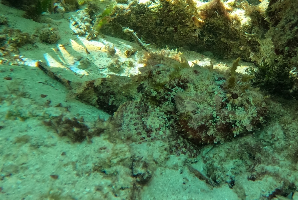 Spotted Scorpionfish from Arrecifes de Puerto Morelos, Q. Roo on ...