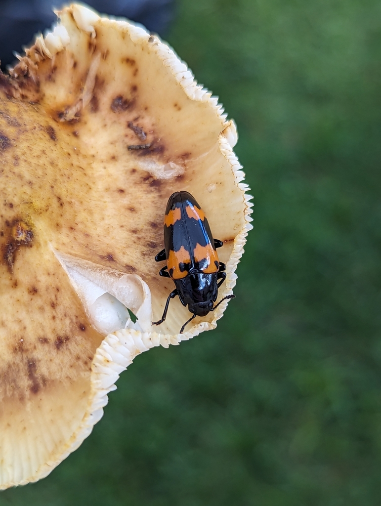 Pleasing Fungus Beetle from Pine Township, PA, USA on September 30 ...