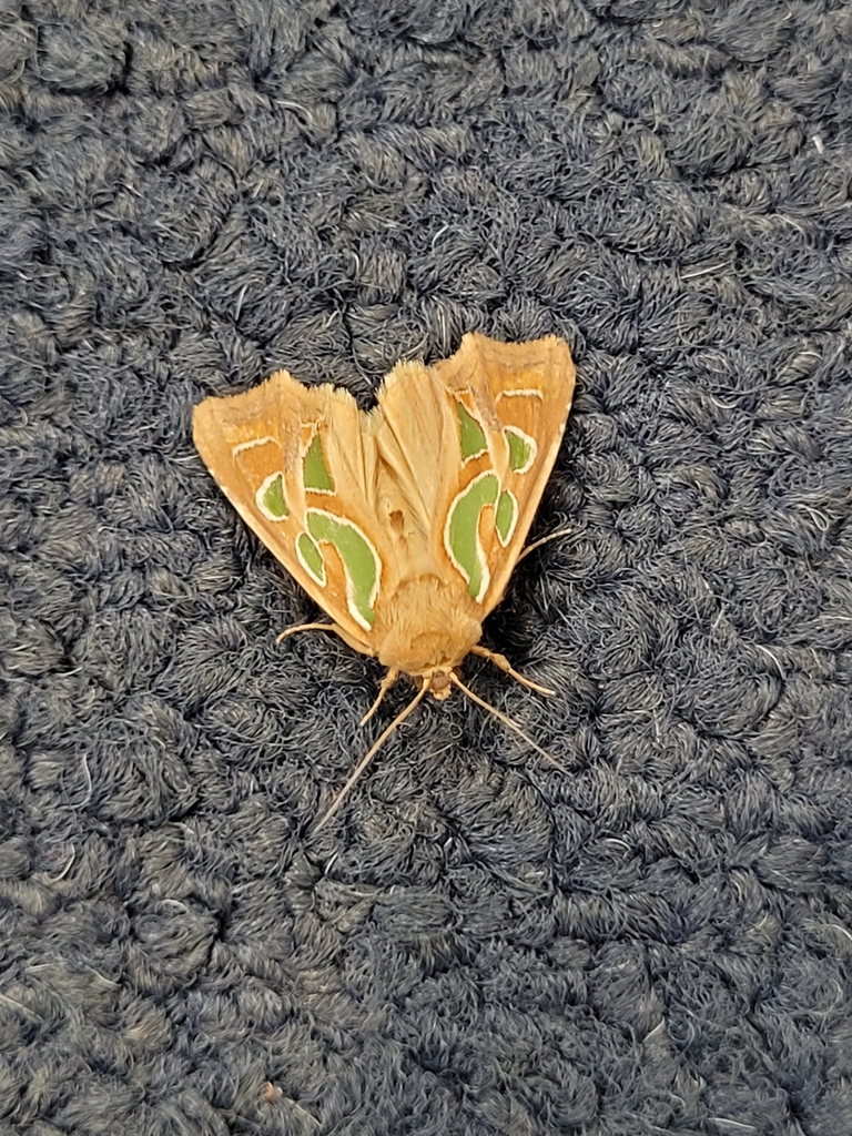 Green-blotched Moth from Truganina VIC 3029, Australia on October 2 ...