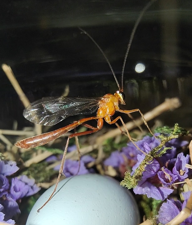 Netelia in October 2023 by aspn · iNaturalist