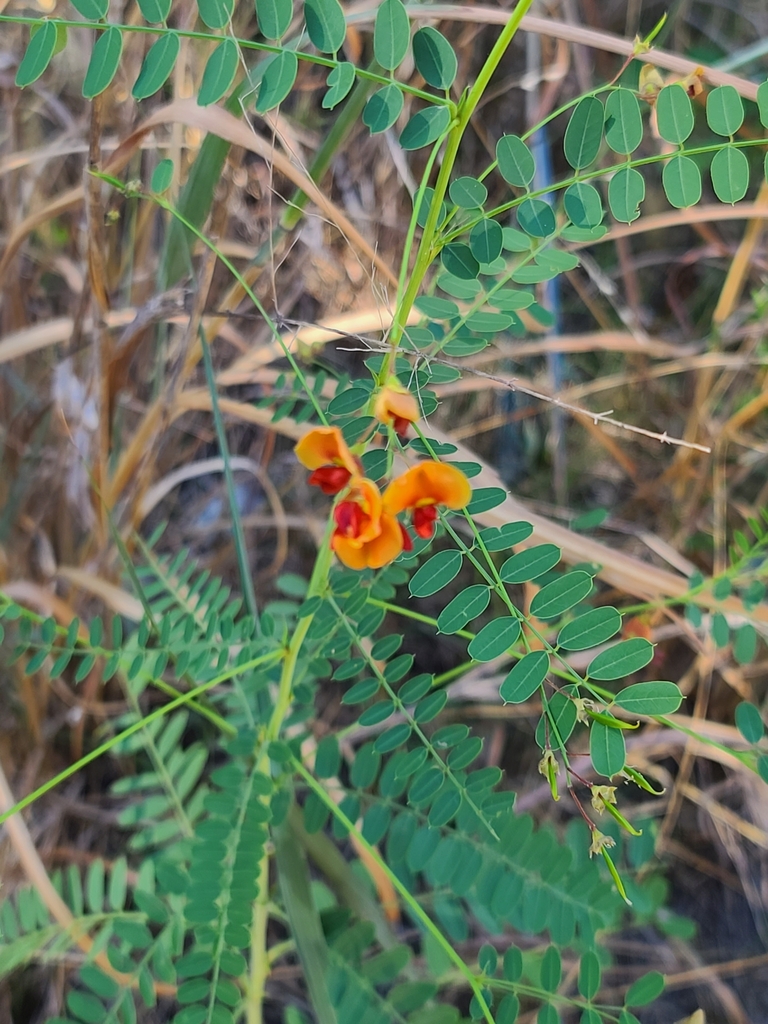 Bladder Pod from Glen Rose, TX 76043, USA on September 30, 2023 at 12: ...