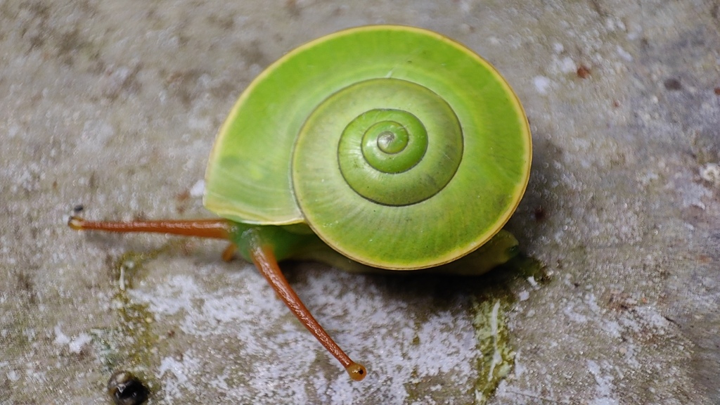 Green Snail in October 2023 by Vancia SU · iNaturalist