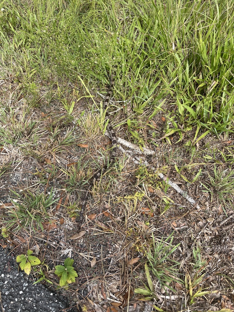 Colubrine Snakes in October 2023 by treesandtents · iNaturalist