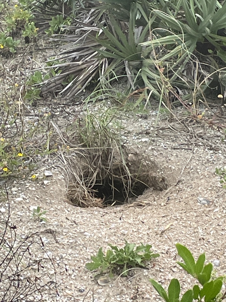 Gopher Tortoise in October 2023 by Emma Carmichael · iNaturalist