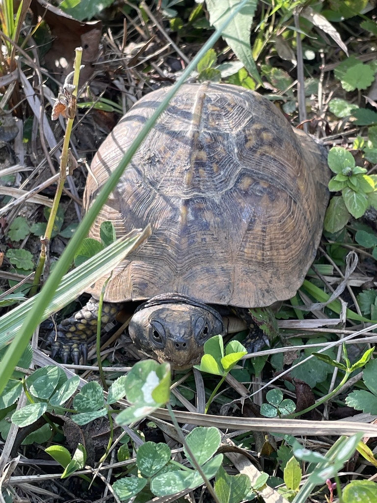Common Box Turtle in September 2023 by Emilea Burgh · iNaturalist