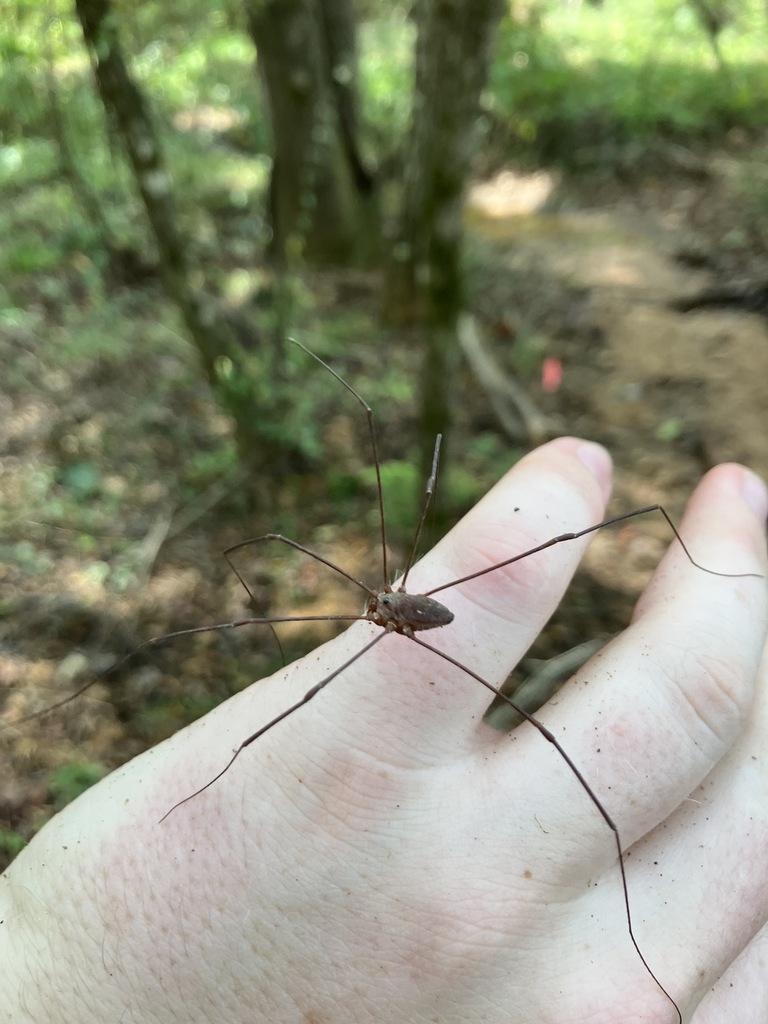 Eastern Harvestman from Hale County, AL, USA on September 30, 2023 at ...
