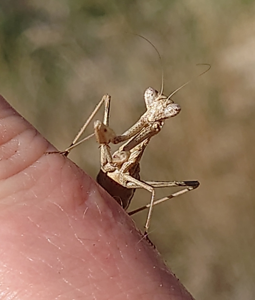 Grey Mantis from Banjevci, Kroatien on September 26, 2023 at 01:44 PM ...