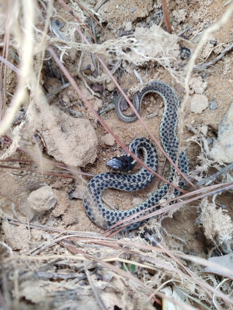 Common Garter Snake from Troy, AL, USA on October 1, 2023 at 12:16 PM ...