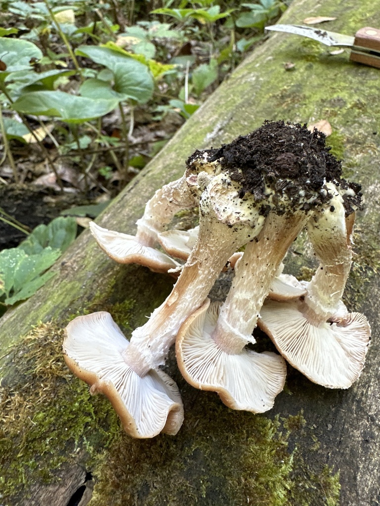 Bulbous Honey Fungus from The Morton Arboretum, Downers Grove, IL, US ...
