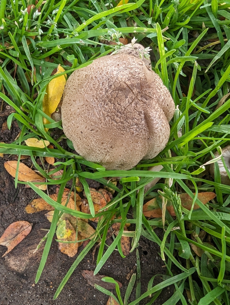 smoky dapperling from Sparks, NV, USA on October 1, 2023 at 10:13 AM by ...