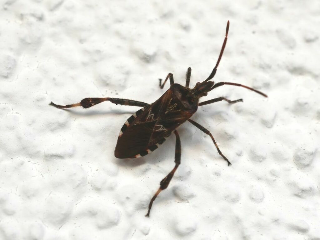 Western Conifer Seed Bug from 63628 Bad Soden-Salmünster, Germany on ...
