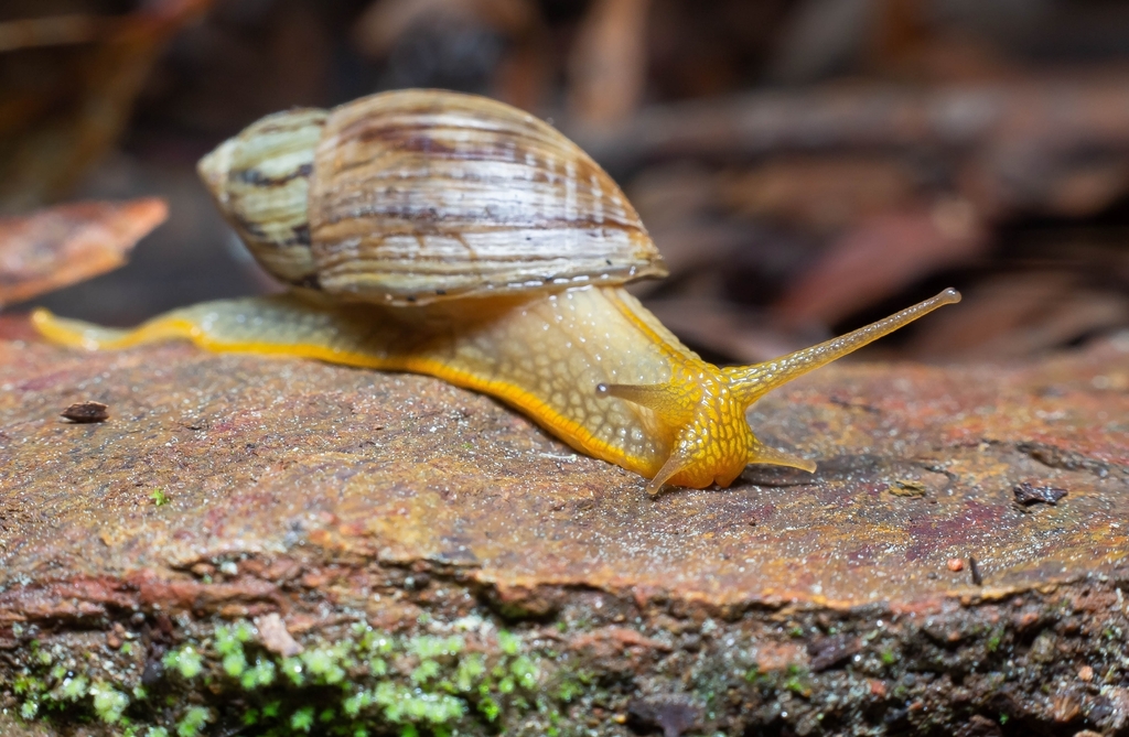 Plectostylus araucanus from San Pedro de la Paz, Bío Bío, Chile on August 13, 2023 at 12:33 PM ...