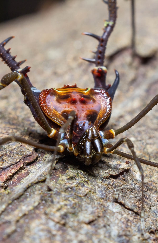 Sadocus asperatus from San Pedro de la Paz, Bío Bío, Chile on August 13 ...