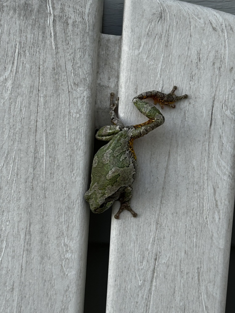 Gray Treefrog Species Complex from Evergreen Dr N, Hugo, MN, US on ...