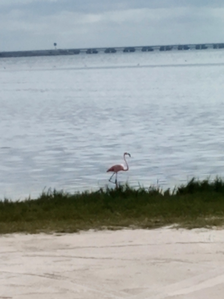 American Flamingo from St. Petersburg, FL 33715, USA on October 1, 2023 ...