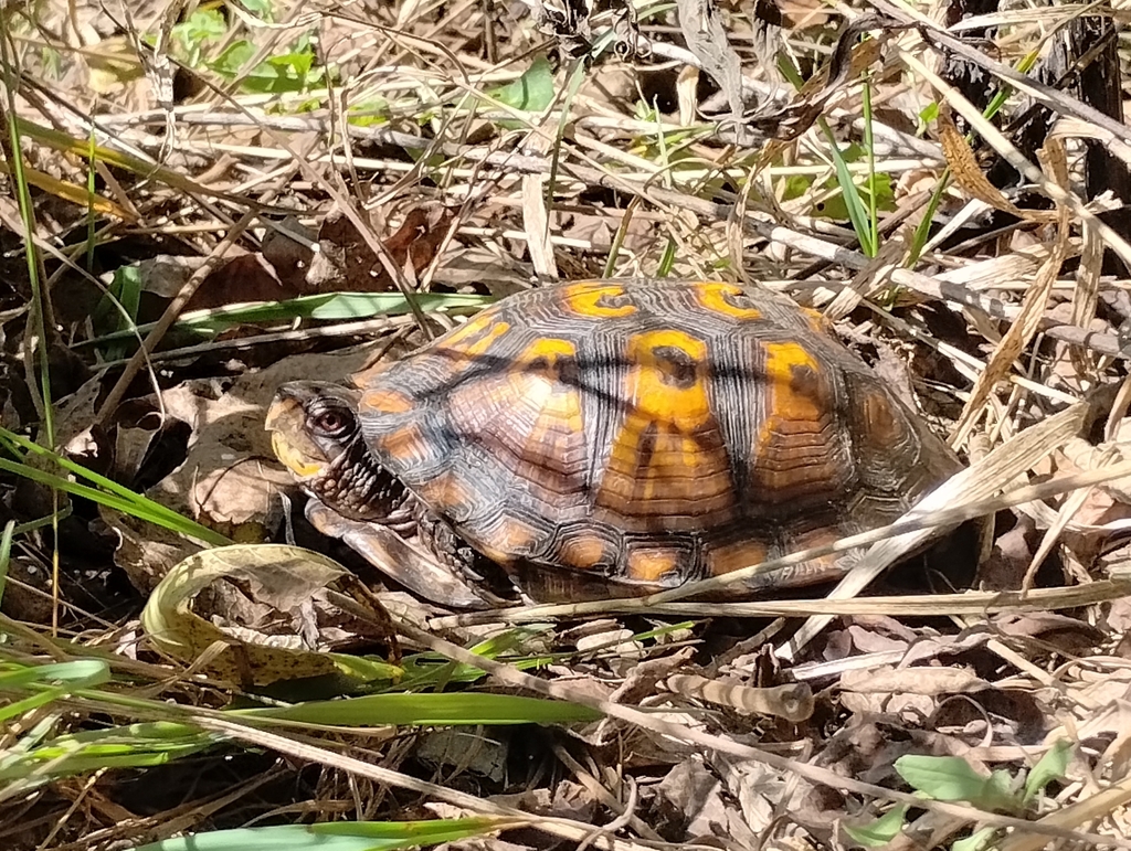 Eastern Box Turtle in October 2023 by Ellen Secor · iNaturalist