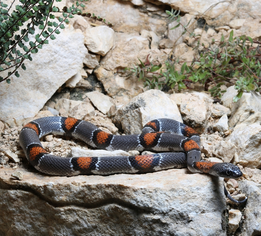 Gray-banded Kingsnake in September 2023 by dannysanders. West Texas ...
