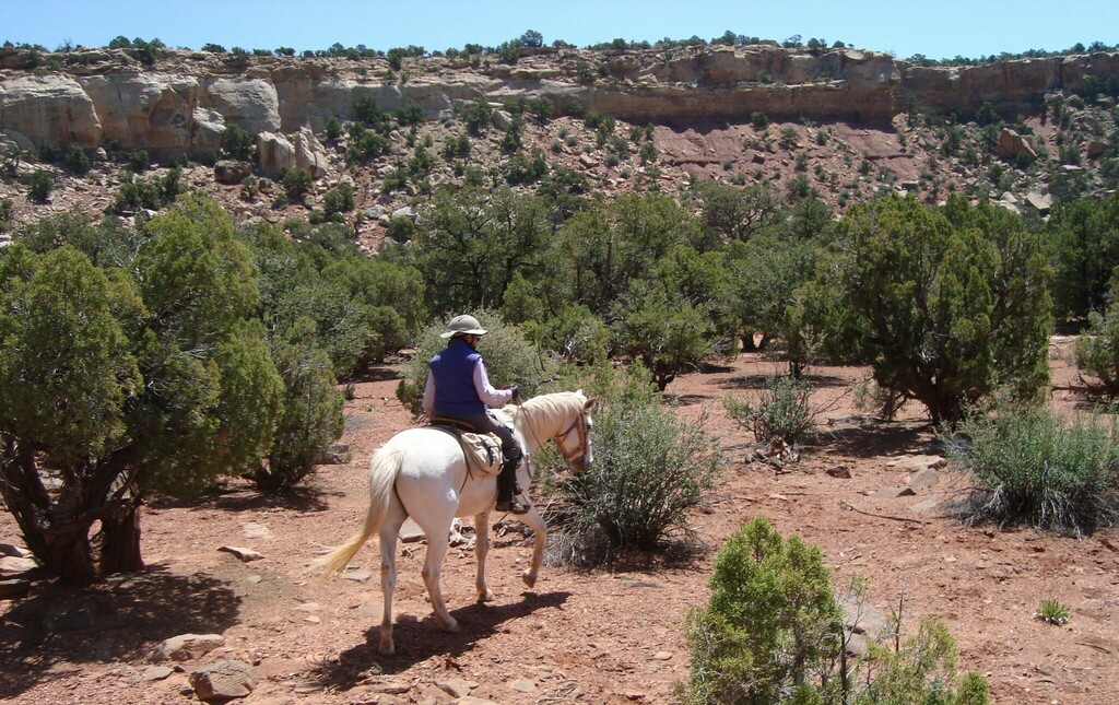 Utah Juniper from Circle Cliffs, Grans Staircase-Escalante ...