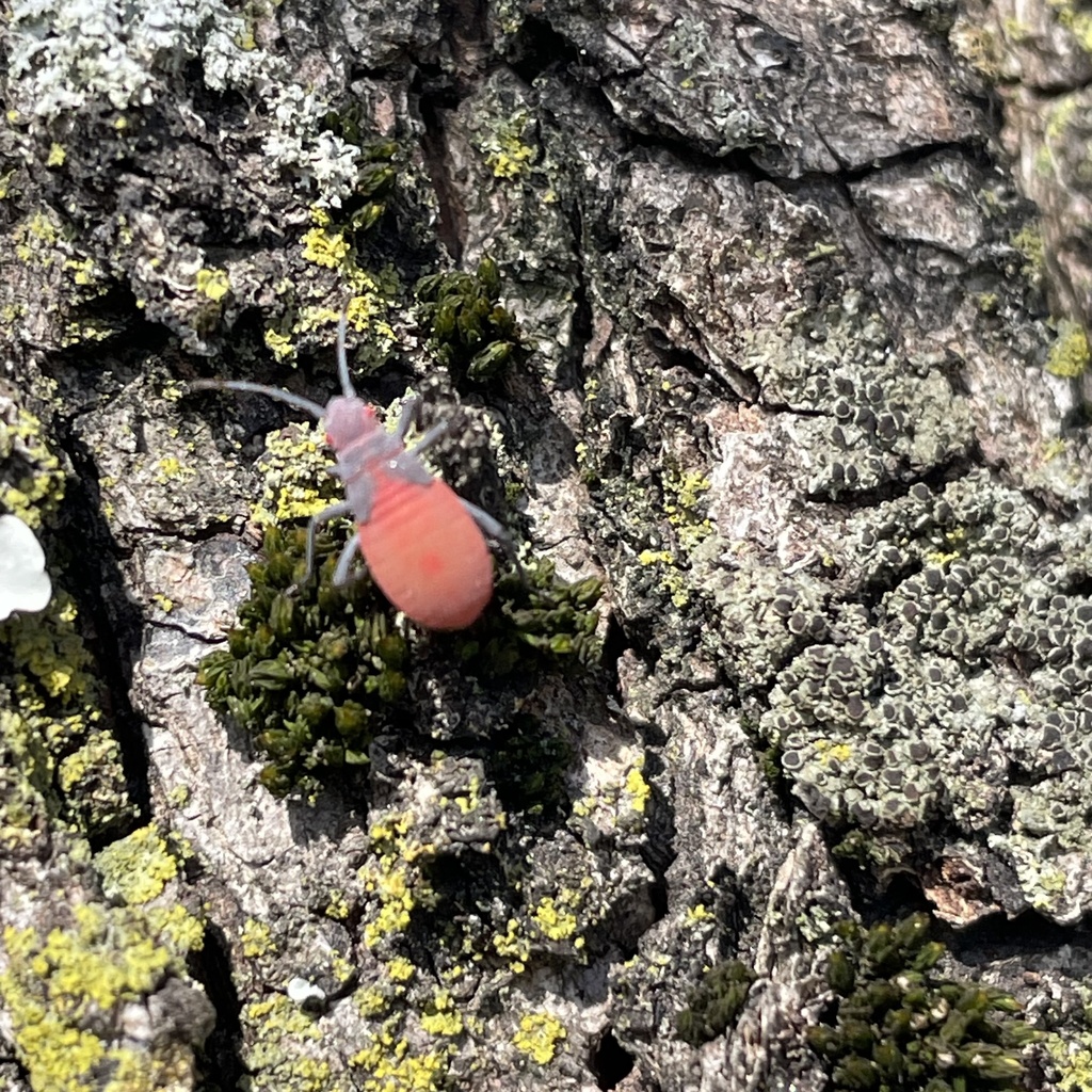 Red-shouldered Bug from Dogwood Dr SE, Conyers, GA, US on October 1 ...