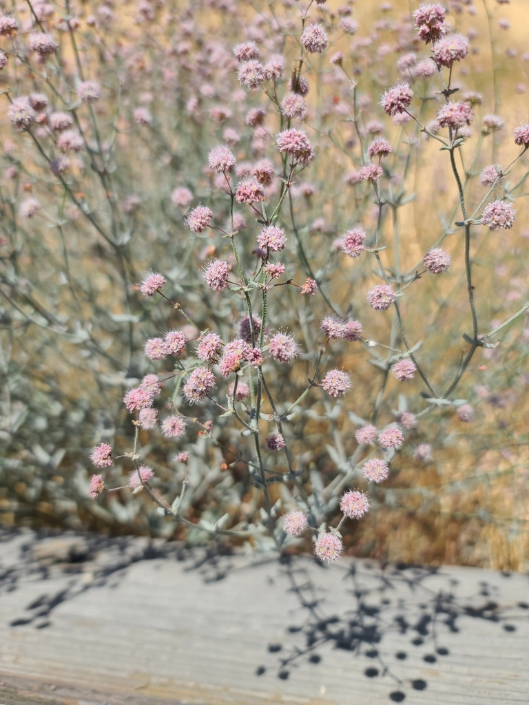 Anglestem Buckwheat from Antioch, CA 94509, USA on October 1, 2023 at ...