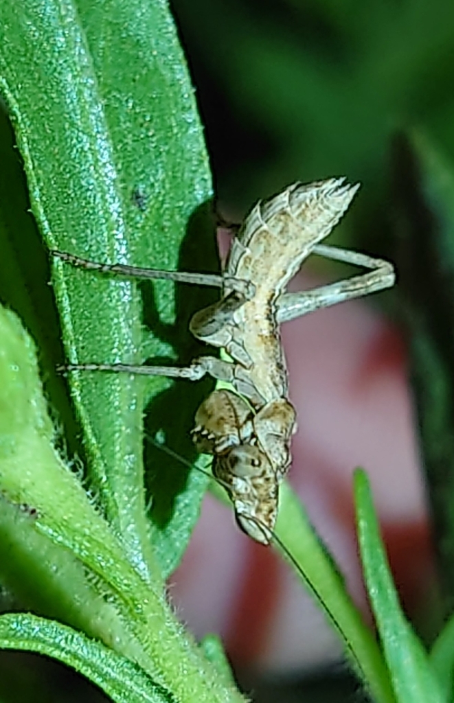 European Dwarf Mantis from Betina, Kroatien on September 26, 2023 at 10 ...