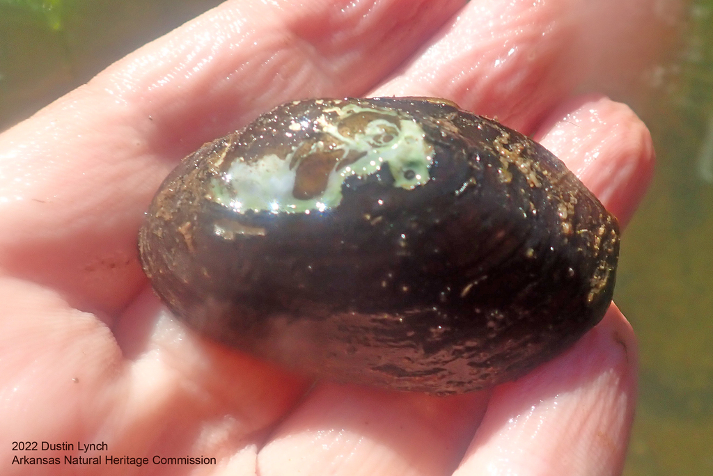 Little Spectaclecase from Goat's Beard Bluff Natural Area - mussel bed ...