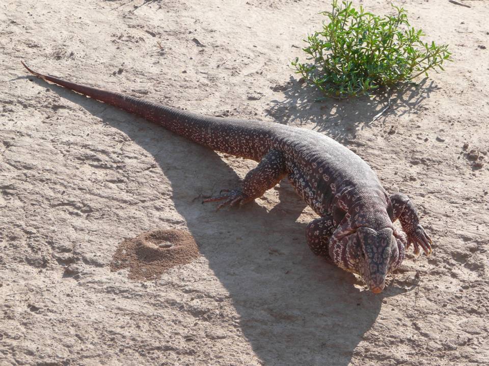 Red Tegu from Presidente Hayes, Paraguay on October 29, 2008 by Nicolás ...