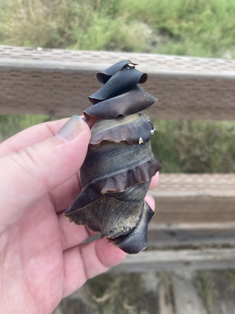 Horn Shark from Tijuana Slough National Wildlife Refuge, Imperial Beach ...