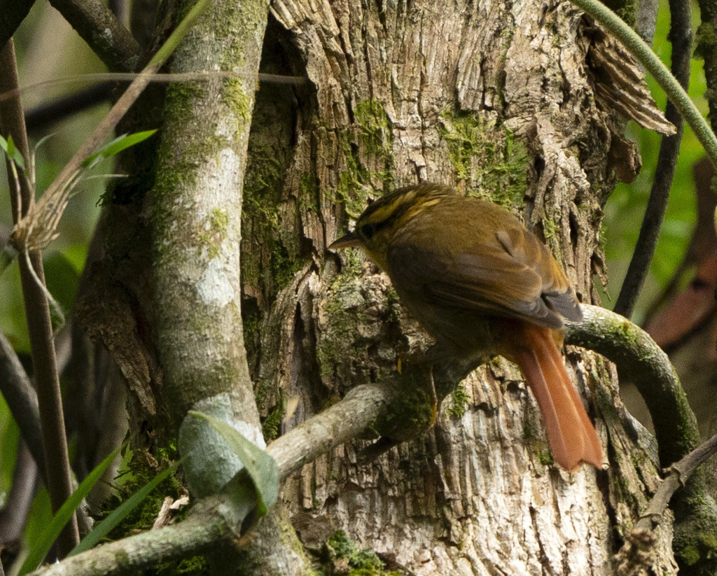 Pallid Spinetail from Itatiaia - State of Rio de Janeiro, Brazil on ...