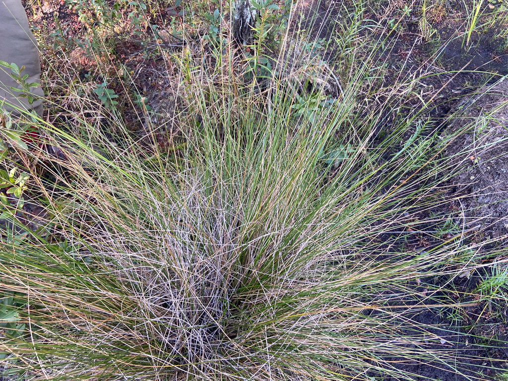 meager sedge in September 2023 by Steven Daniel · iNaturalist
